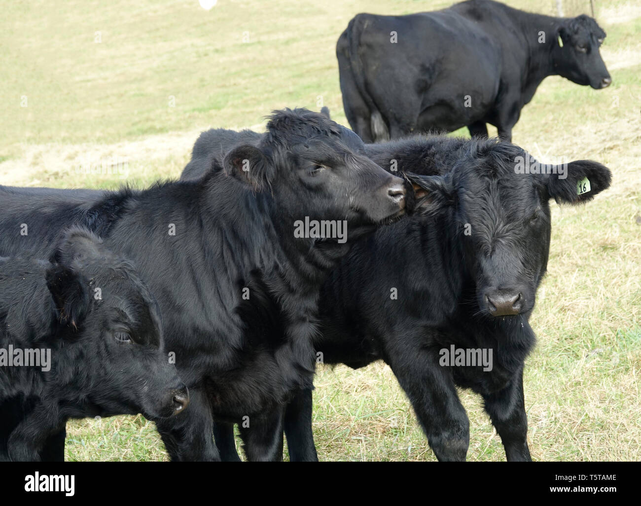 Black Cow Telling Another a Secret Stock Photo - Alamy