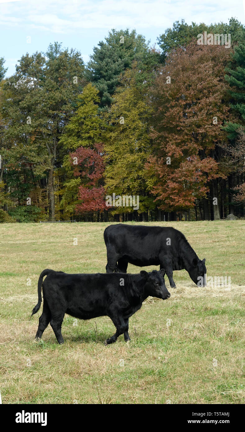 Two black angus cows hi-res stock photography and images - Alamy