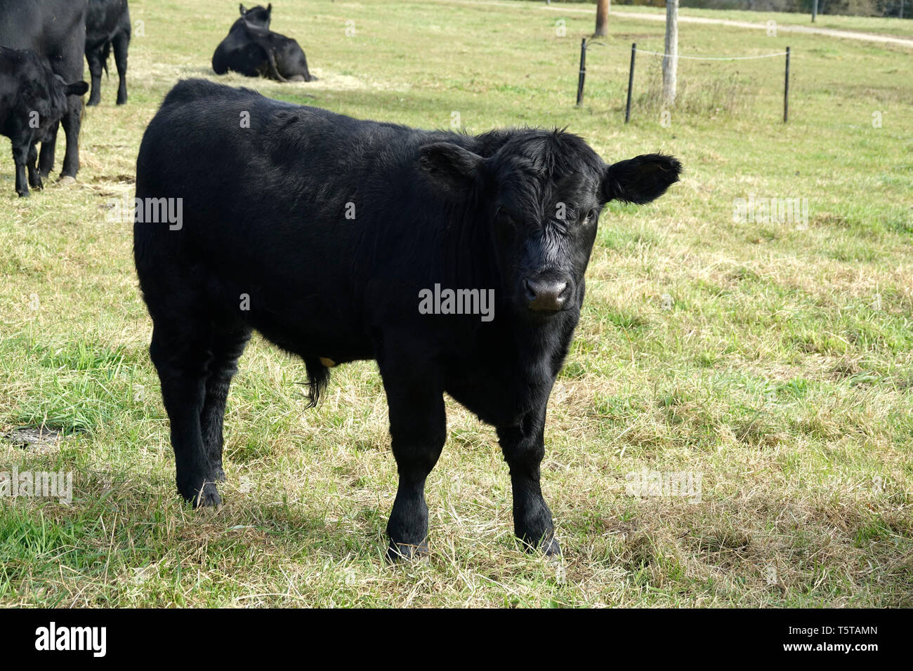 Black cow facing camera hi-res stock photography and images - Alamy