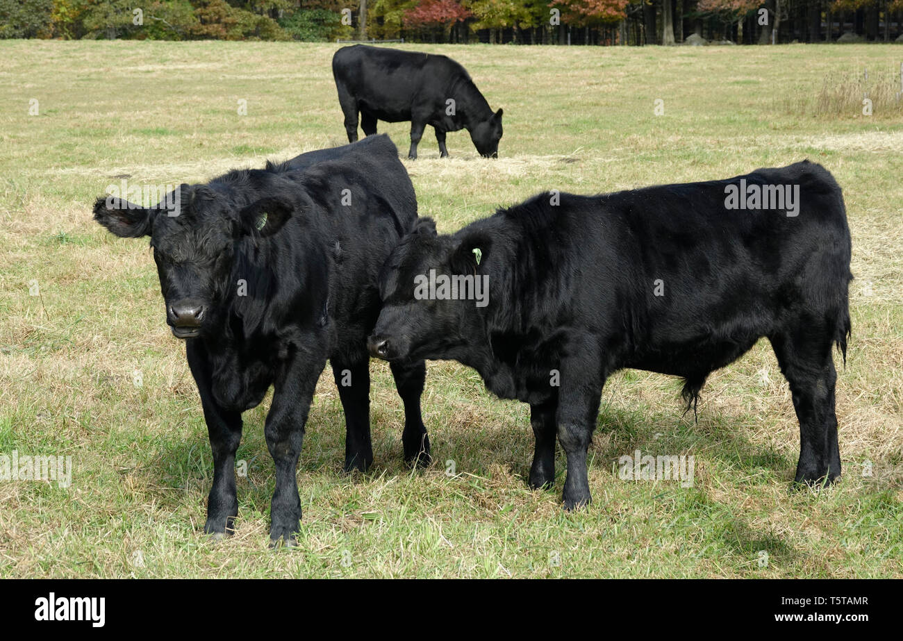 Three Black Cows Grazing in the Pasture Stock Photo - Alamy