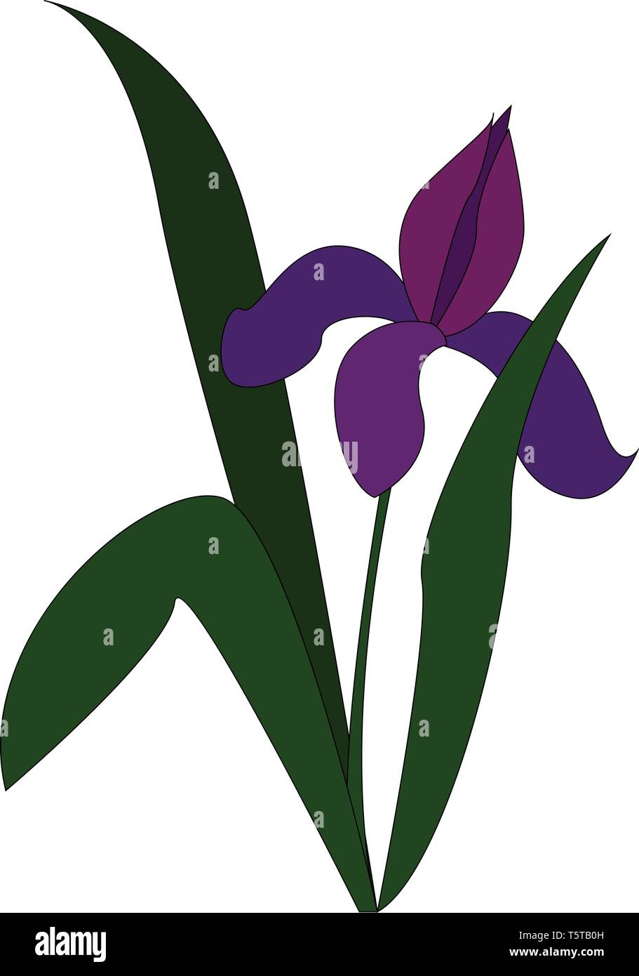 Purple lily with green leaves vector illustration on white background ...