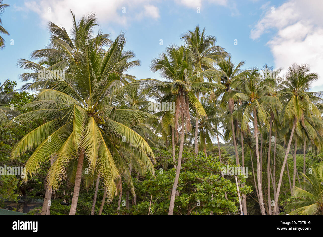 Small Coconut Tree Stock Photos & Small Coconut Tree Stock Images - Alamy