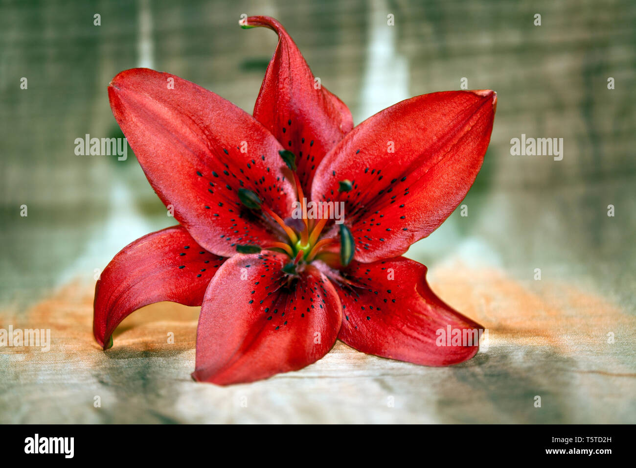 Flowers and plants in the botonics garden Stock Photo - Alamy