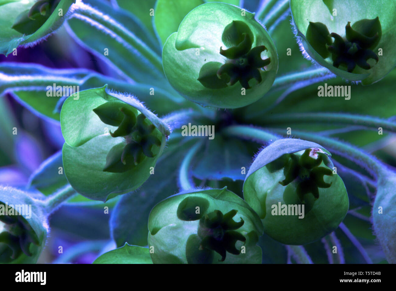 Flowers and plants in the botonics garden Stock Photo - Alamy