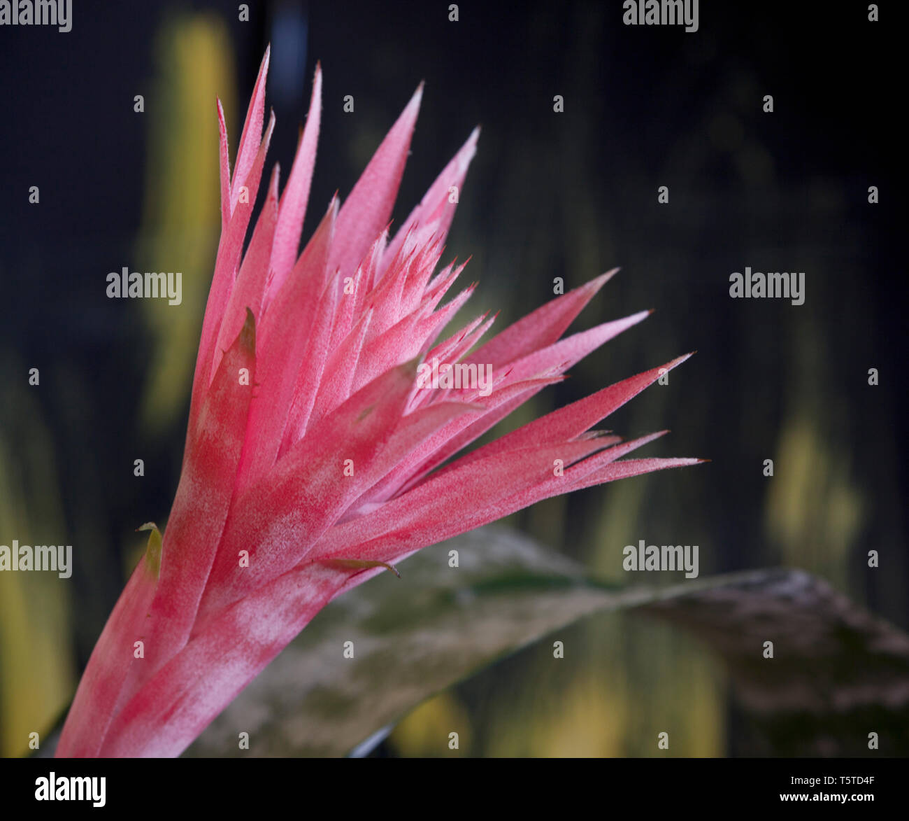 Flowers and plants in the botonics garden Stock Photo - Alamy