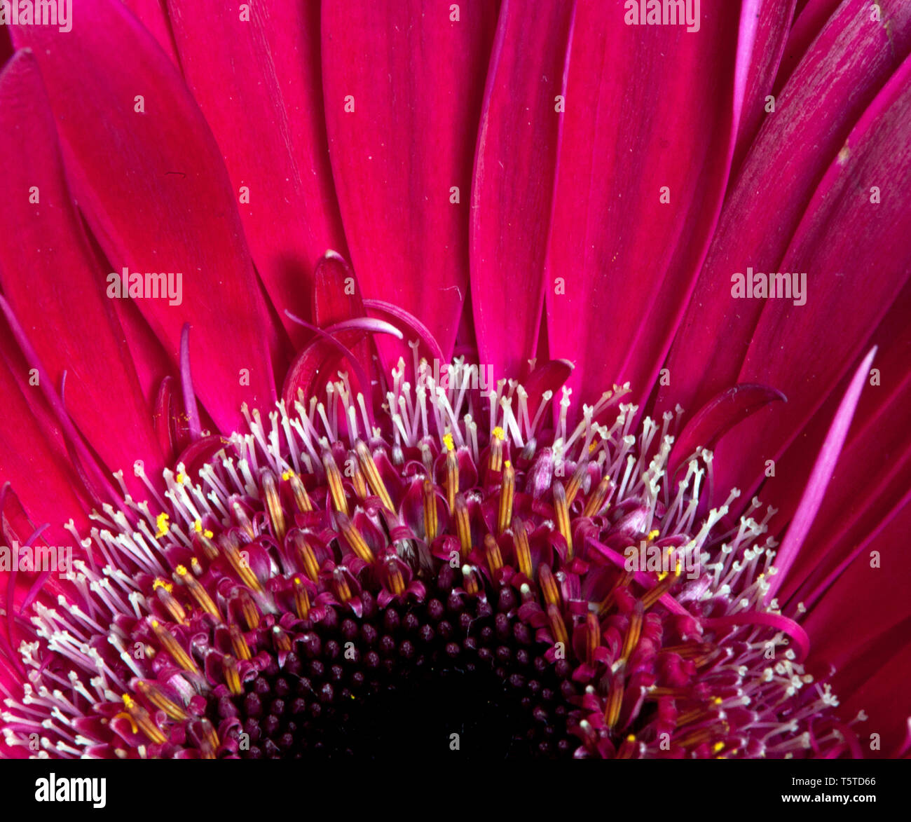 Flowers and plants in the botonics garden Stock Photo - Alamy