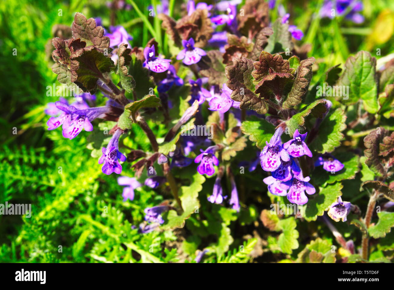 gill-over-the-ground plant growing wild in garden Stock Photo - Alamy