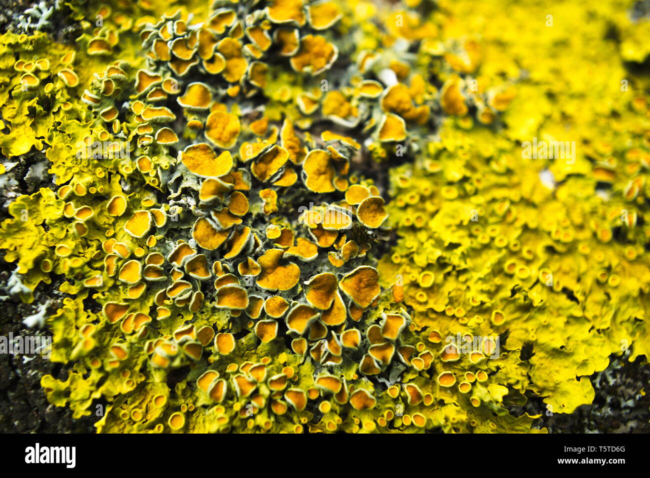 Tree lichen garden hi-res stock photography and images - Alamy