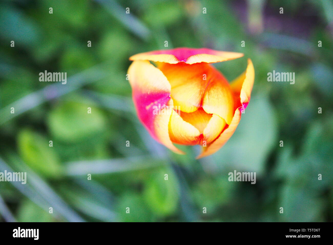 Closed lilies hi-res stock photography and images - Alamy