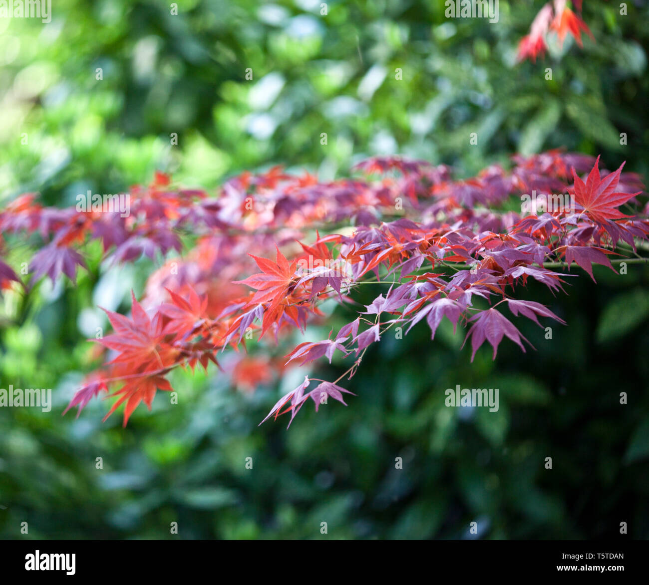 Flowers and plants in the botonics garden Stock Photo - Alamy