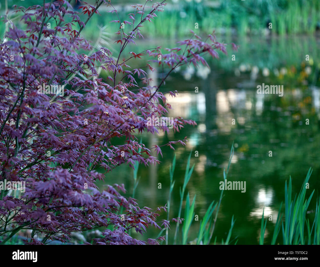 Flowers and plants in the botonics garden Stock Photo - Alamy