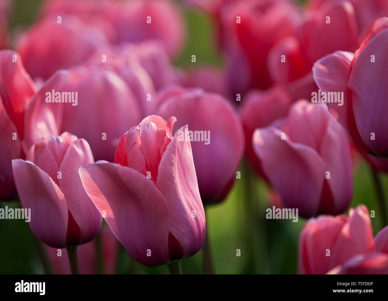 Flowers and plants in the botonics garden Stock Photo - Alamy