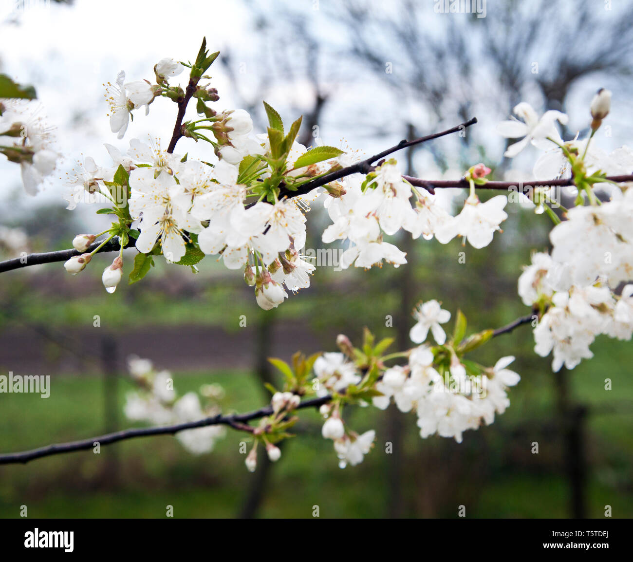 Flowers and plants in the botonics garden Stock Photo - Alamy