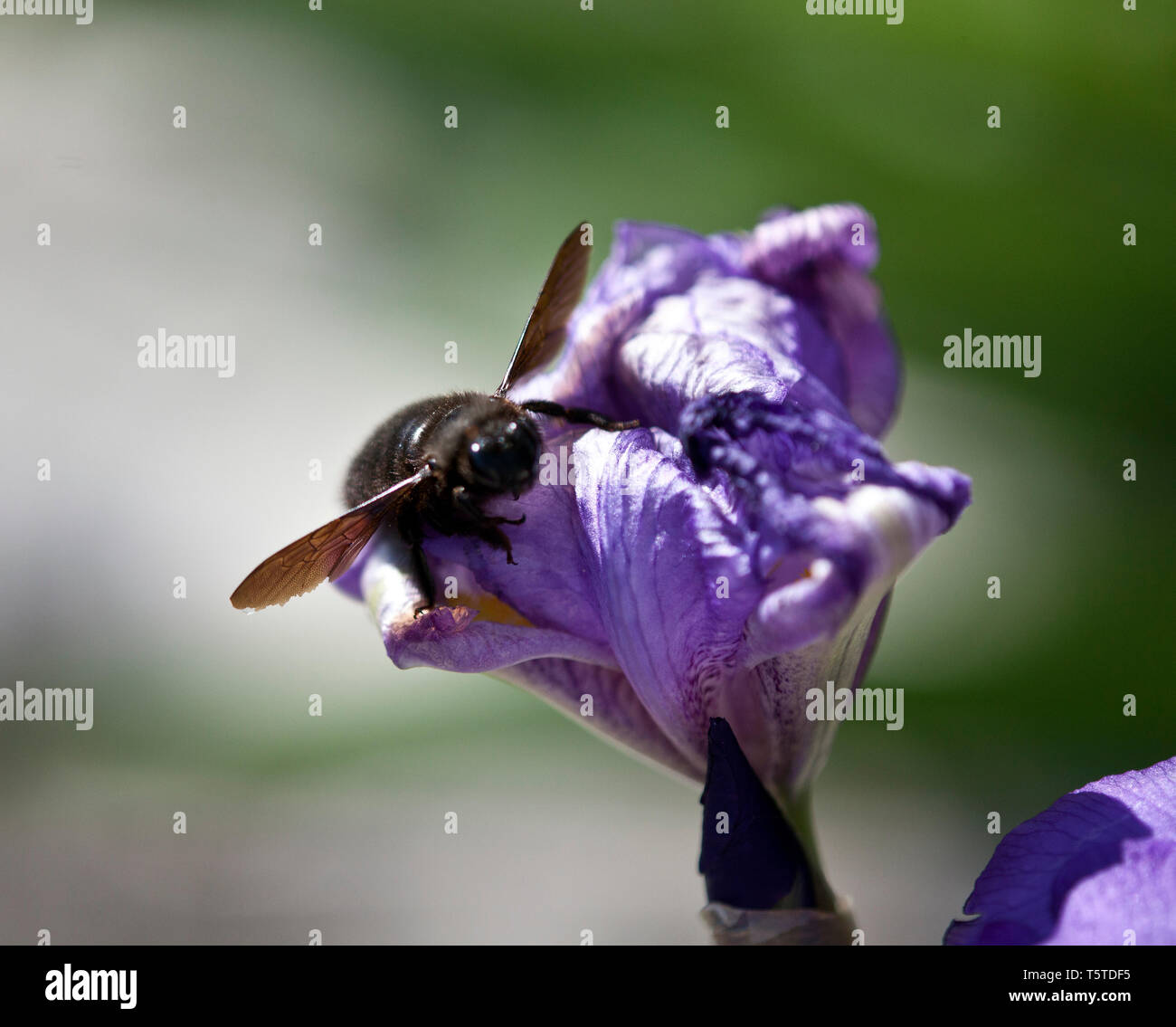 Flowers and plants in the botonics garden Stock Photo - Alamy
