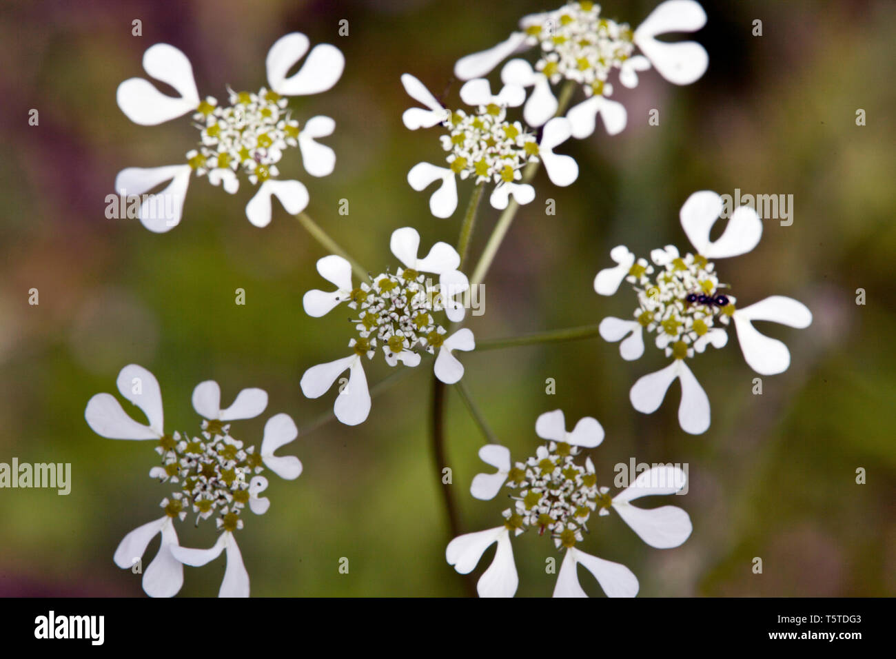 Flowers and plants in the botonics garden Stock Photo - Alamy