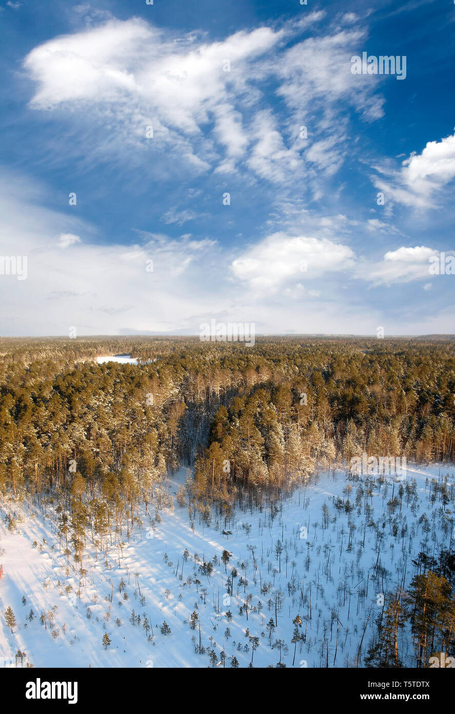 Wild forest in West Siberia. Aerial view. Frost in sunny day. White ...