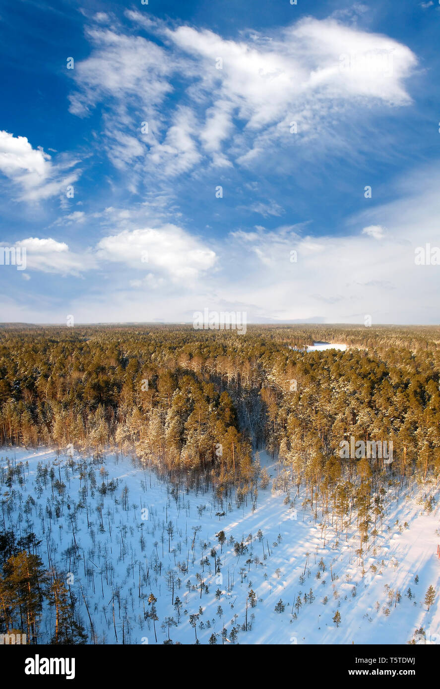 Wild forest in West Siberia. Aerial view. Frost in sunny day. White ...