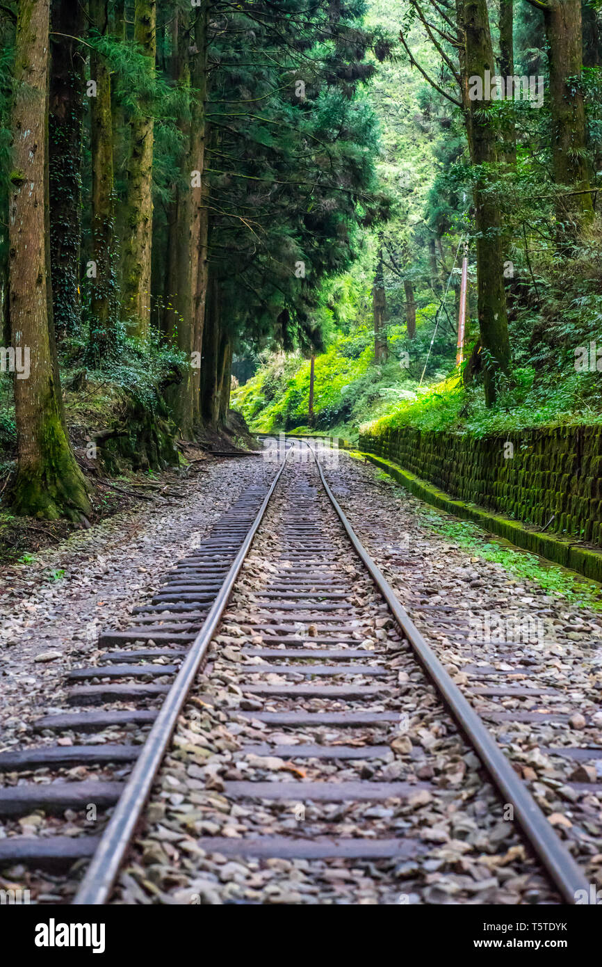 Photo of a railway track in a rainforest Stock Photo - Alamy