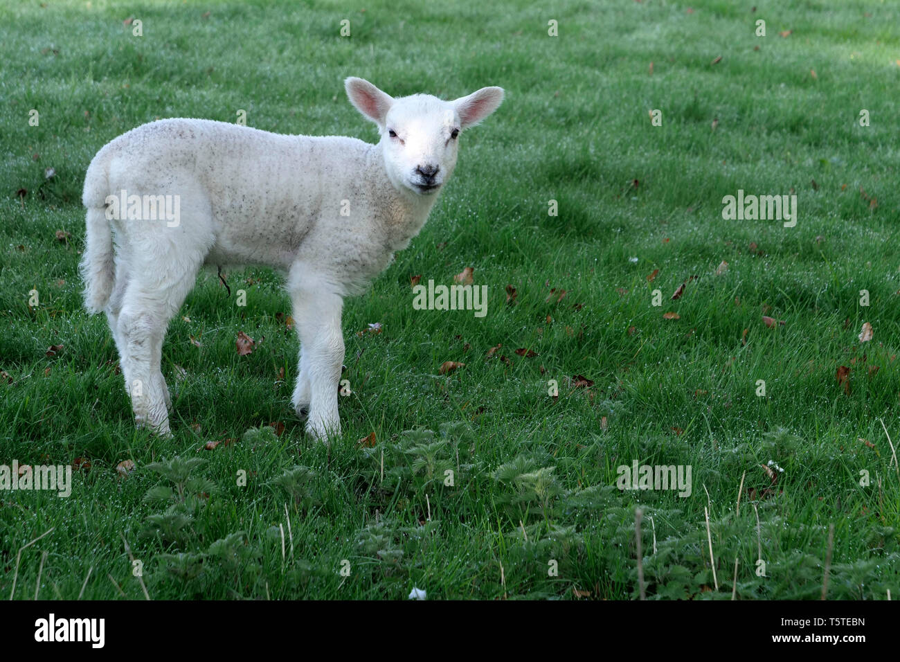 Lonely lamb hi-res stock photography and images - Alamy