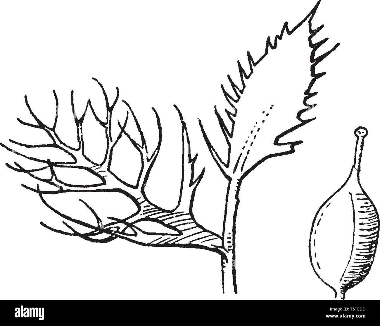 Individual leaflets of compound leaves also lobed or divided, vintage ...