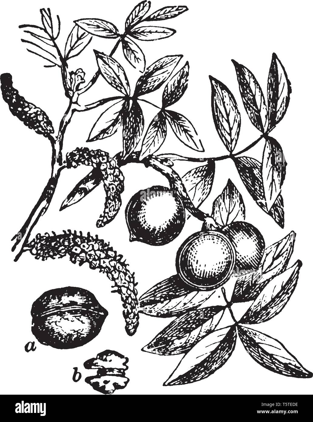 Walnut tree species Cut Out Stock Images & Pictures - Alamy