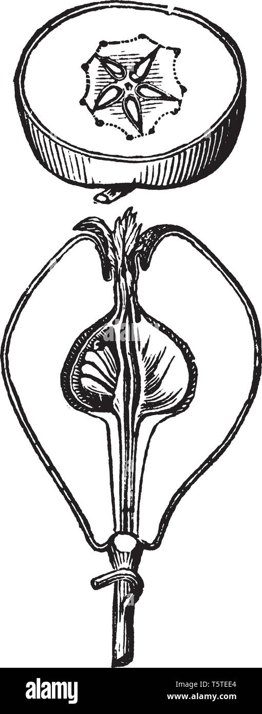 An image showing Longitudinal and inverted sections of a pear. The pear ...