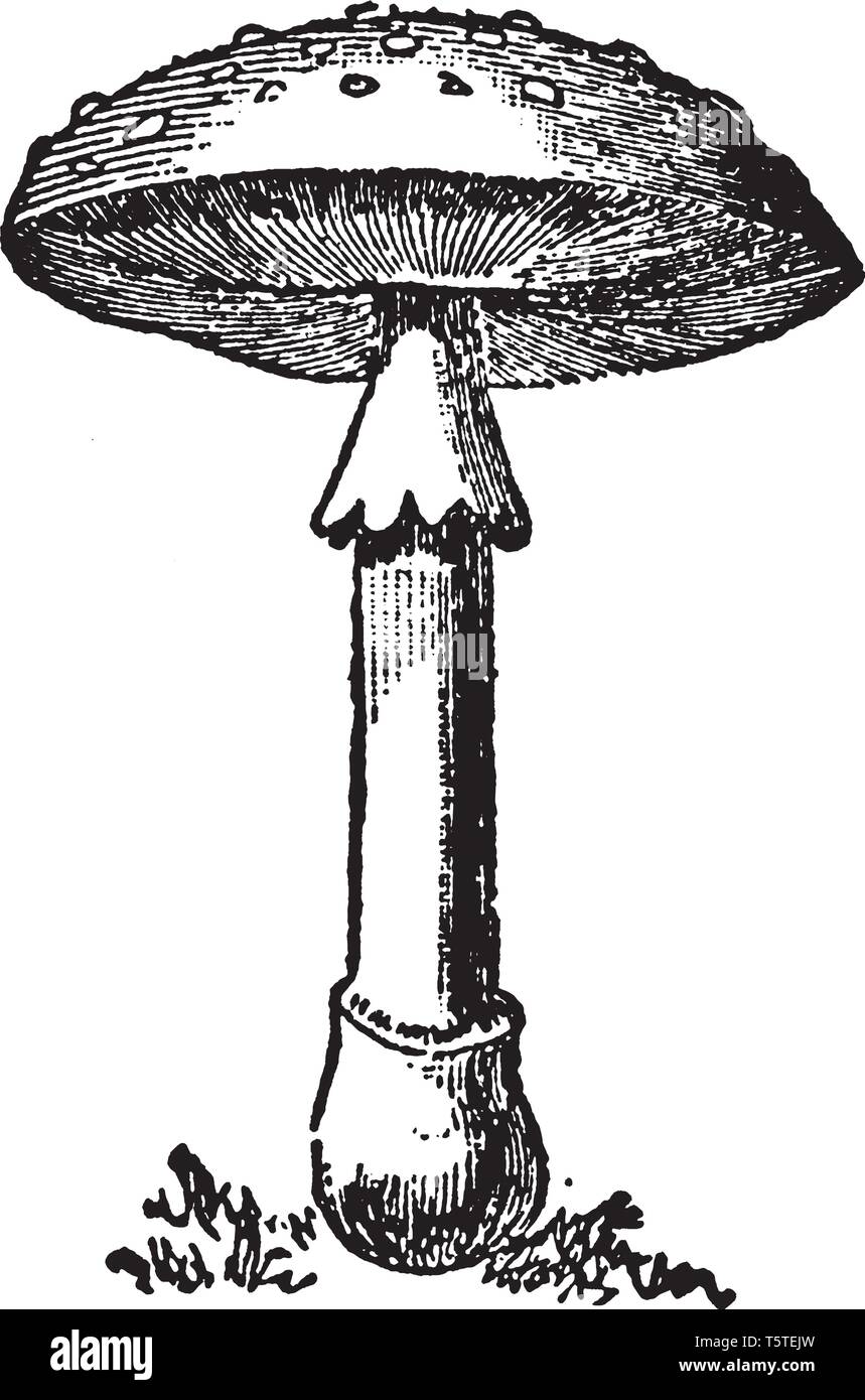 This is a toxic mushroom, commonly known as death cap, vintage line ...