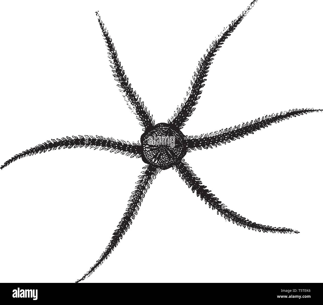 Starfish species Stock Vector Images - Alamy