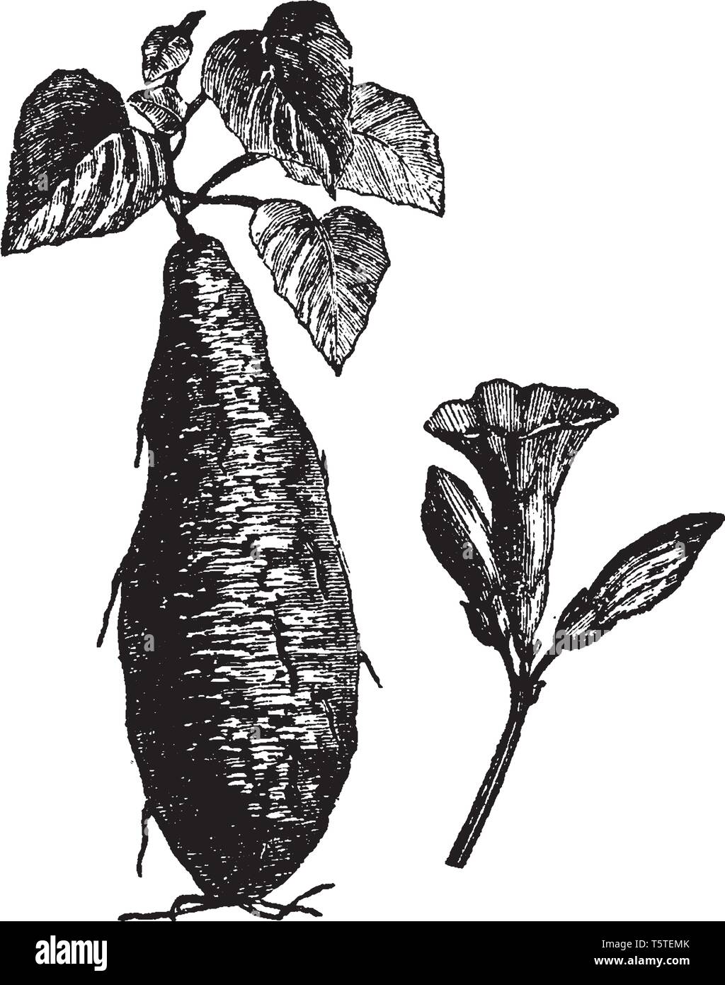 Growing egg plant Stock Vector Images - Alamy