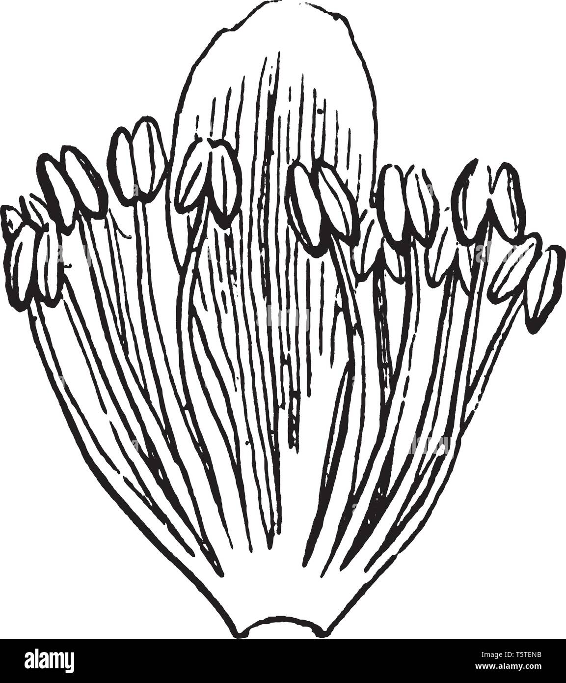 Male organs of a flower Stock Vector Images - Alamy