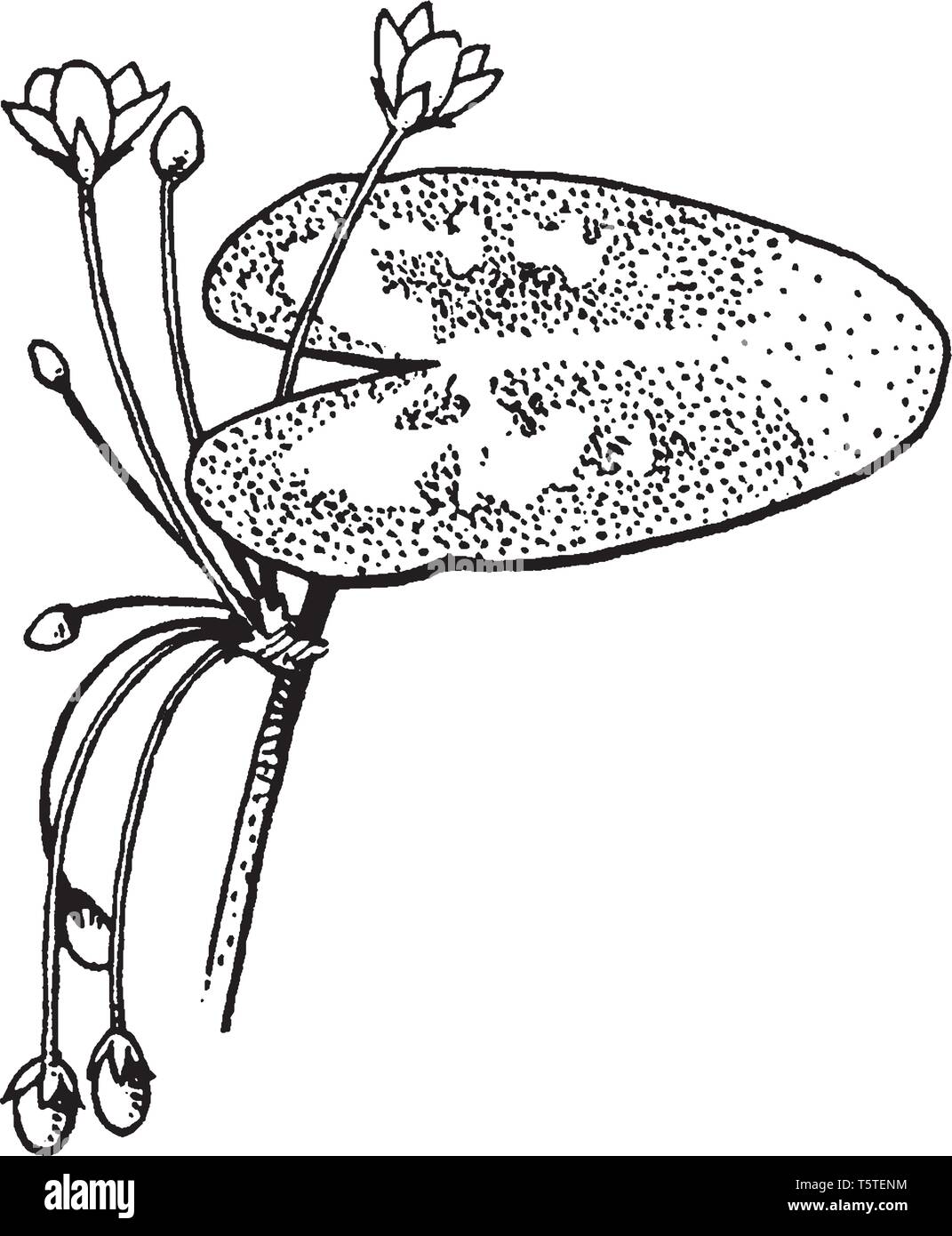 Nymphoides indica is an aquatic plant with heart shaped small leaves ...