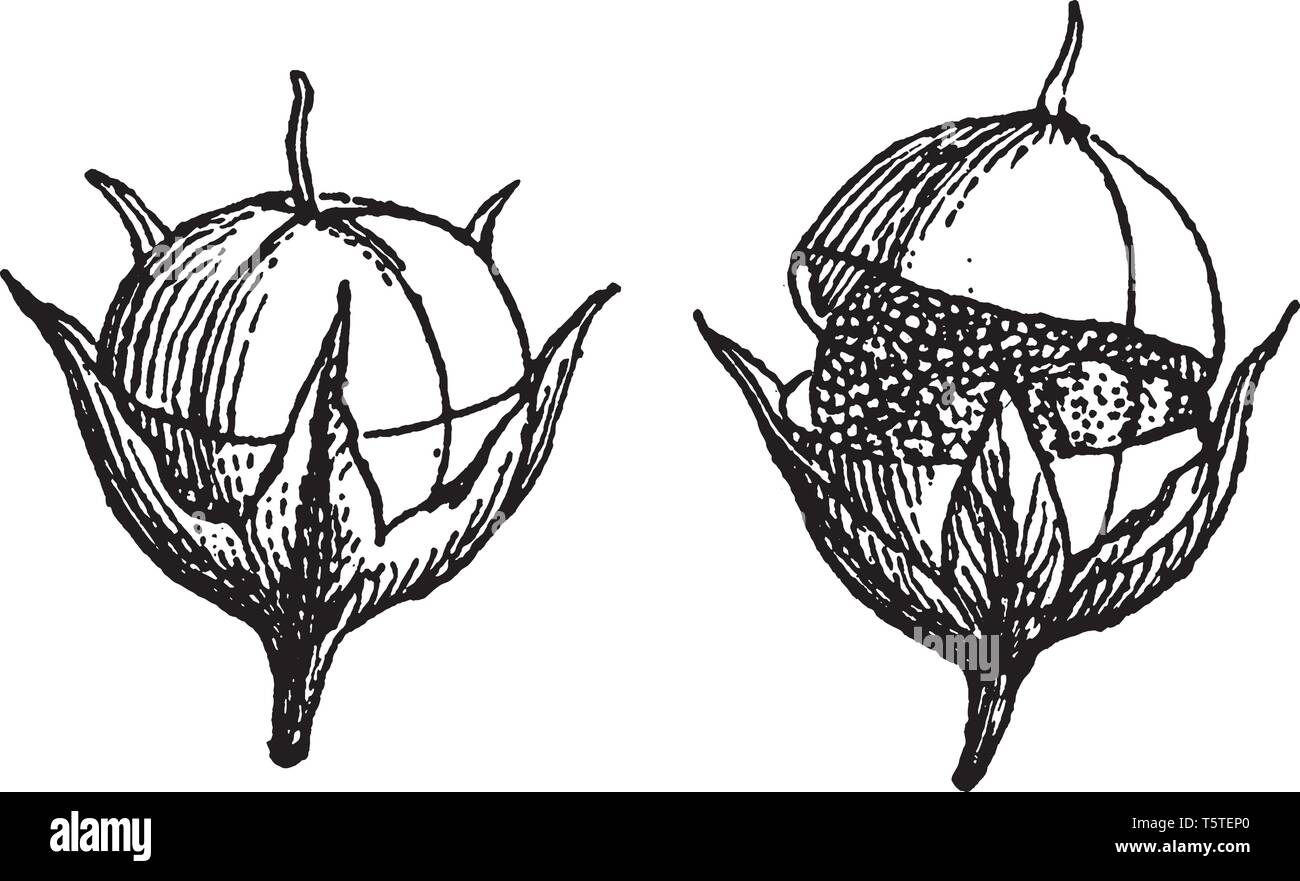 Discharge of contents by a narrow opening or crack around the capsule ...