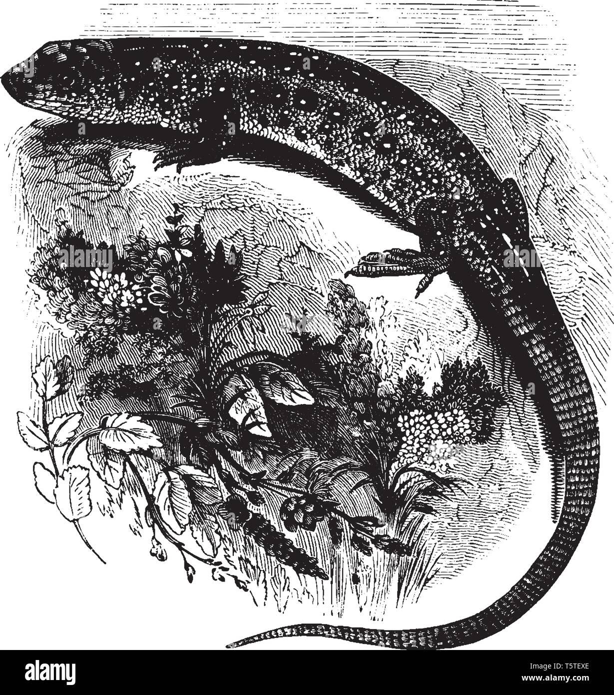 Sand lizard is a lacertid lizard distributed across most of Europe and ...