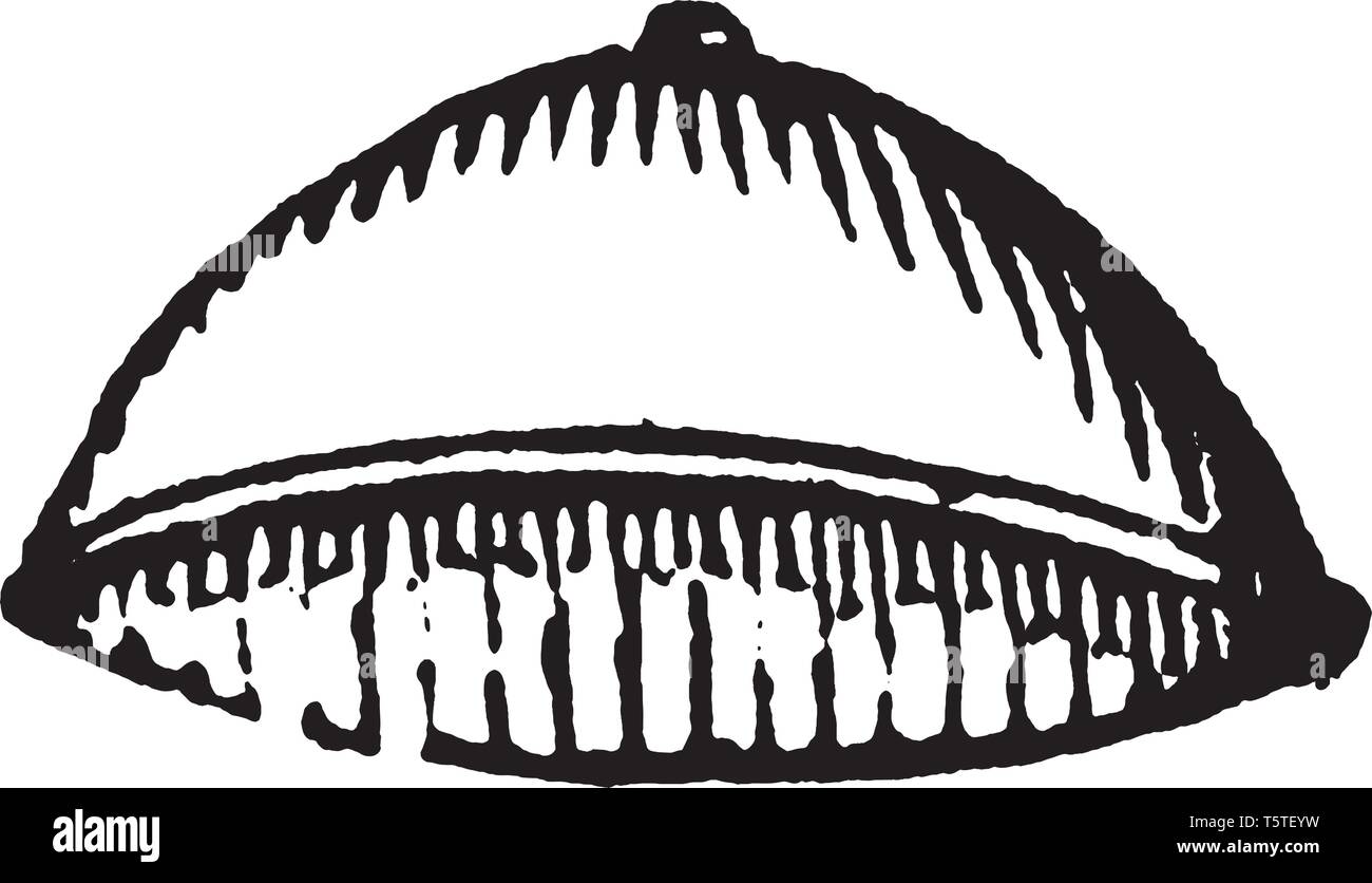 This is an image of Mnium Cuspidatum. The lid of the capsule is short ...