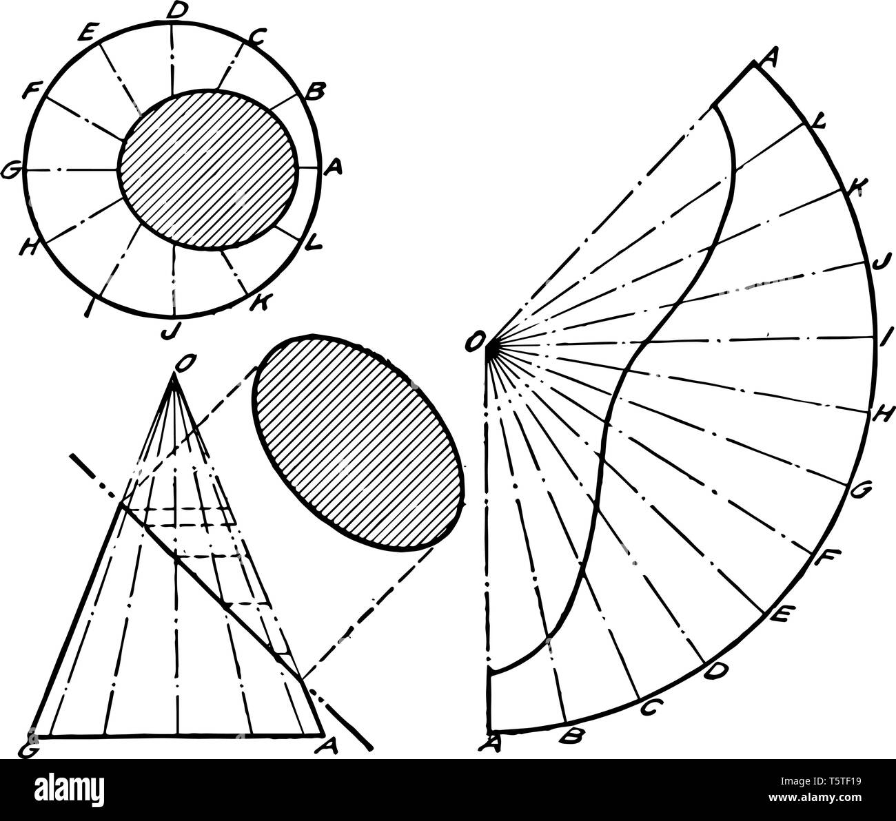 A scale image of the cone dividing the base into the same parts and ...