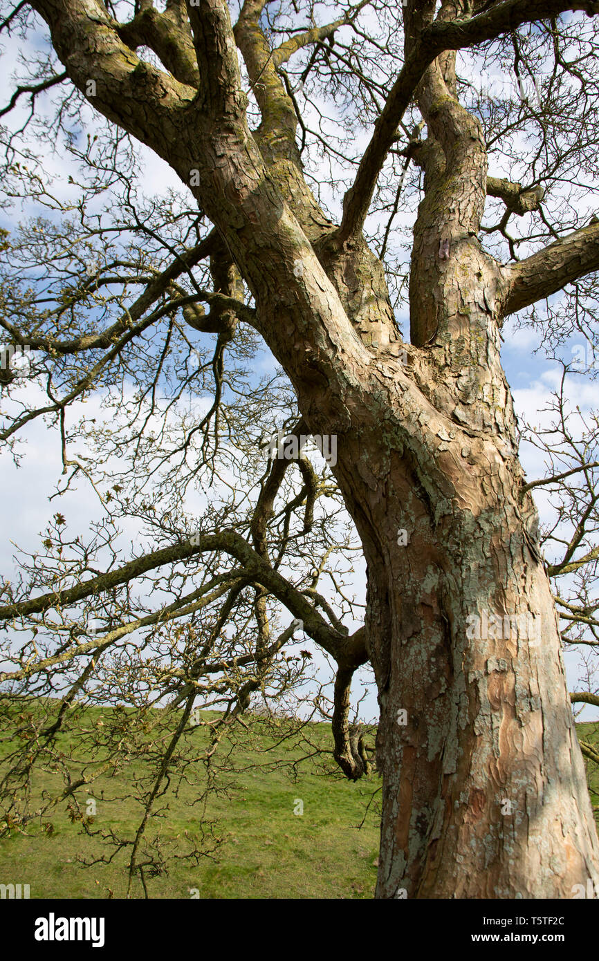 Beautiful old tree hi-res stock photography and images - Alamy