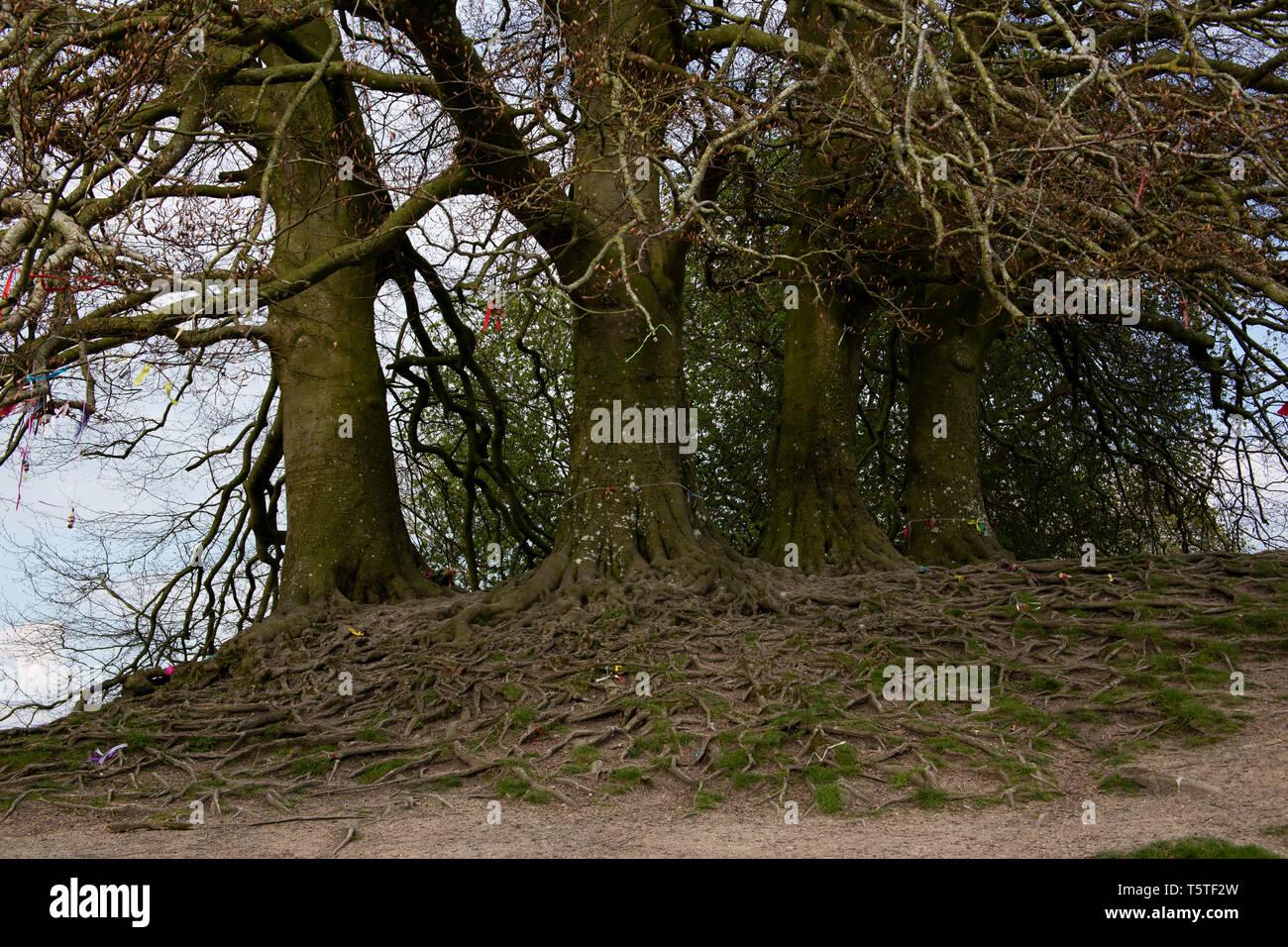 JRR Tolkien's trees, Avebury, Wiltshire Stock Photo - Alamy