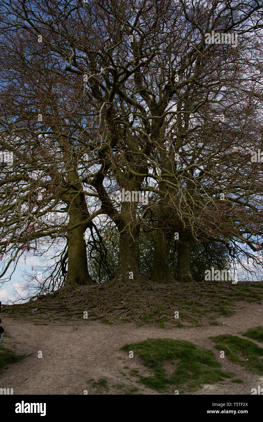 JRR Tolkien's trees, Avebury, Wiltshire Stock Photo - Alamy