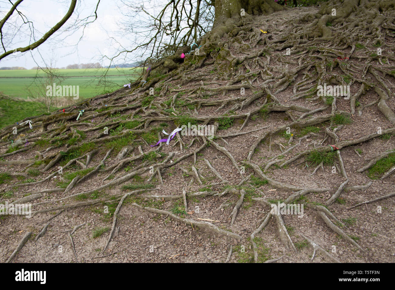 JRR Tolkien's trees, Avebury, Wiltshire Stock Photo - Alamy