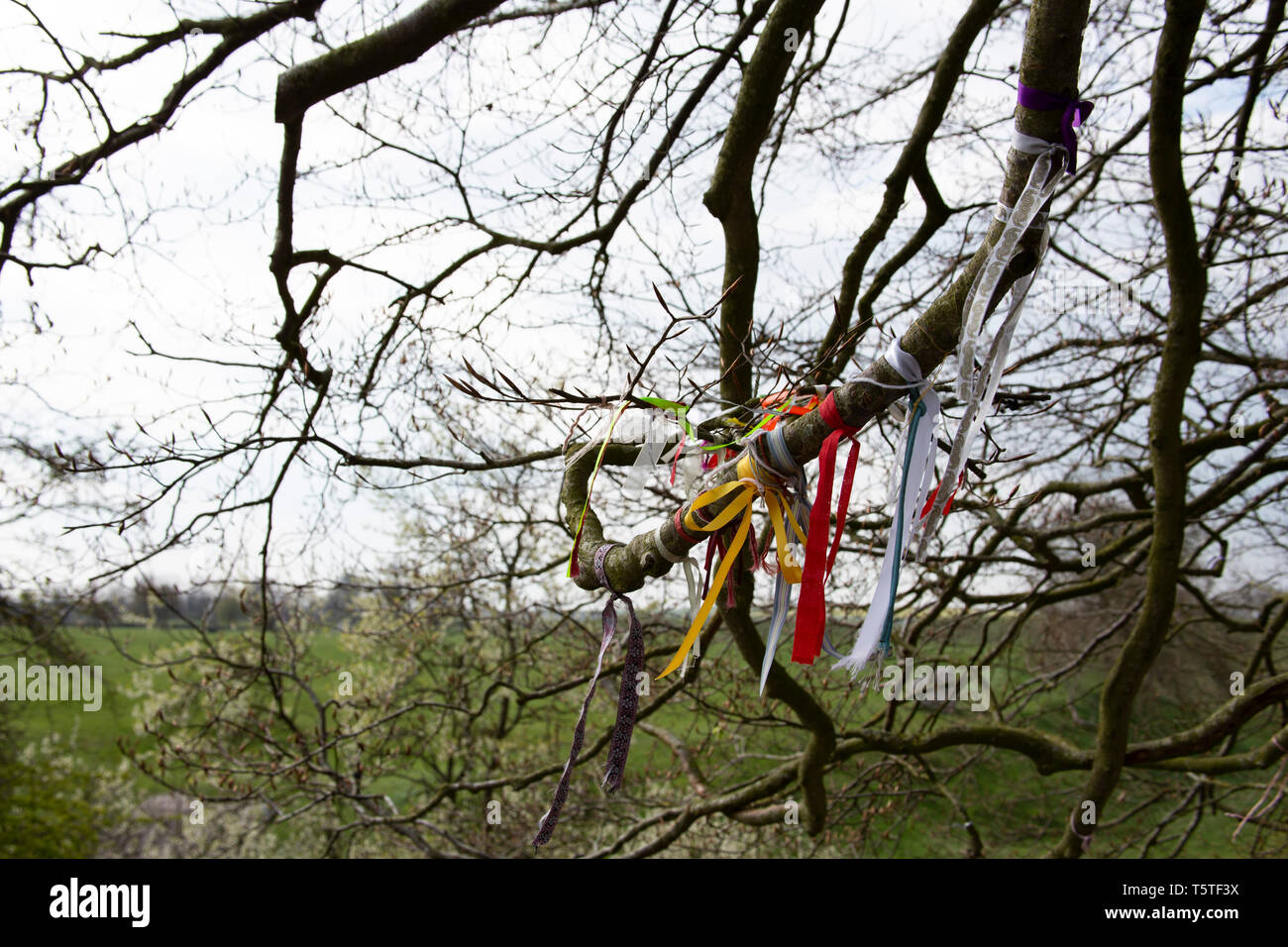 Jrr tolkiens trees hi-res stock photography and images - Alamy