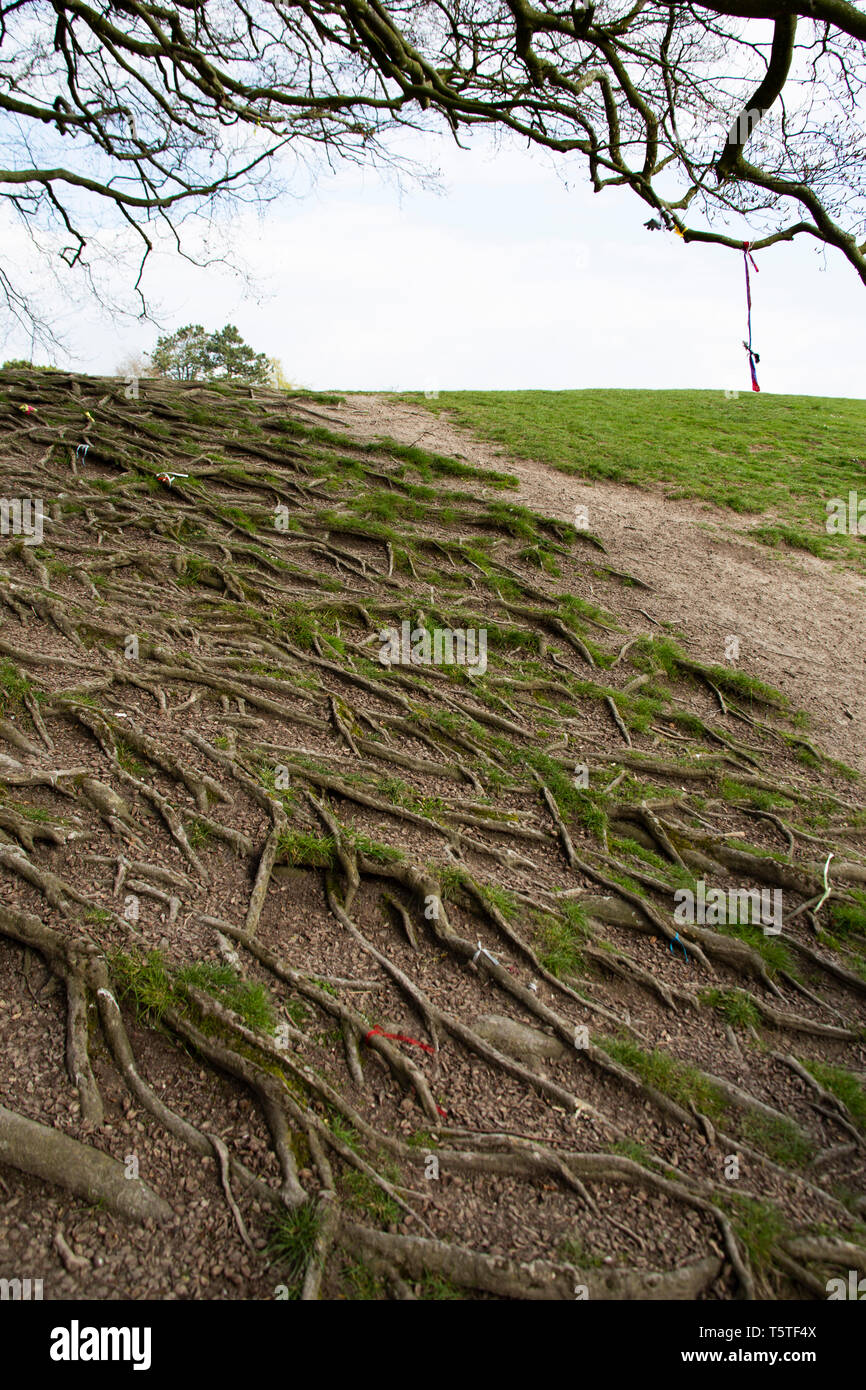 JRR Tolkien's trees, Avebury, Wiltshire Stock Photo - Alamy