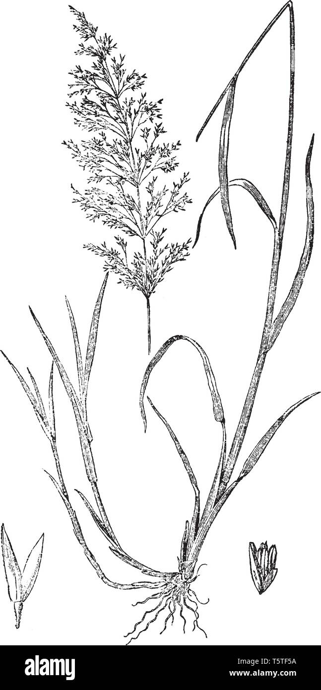 Redtop grass Black and White Stock Photos & Images - Alamy