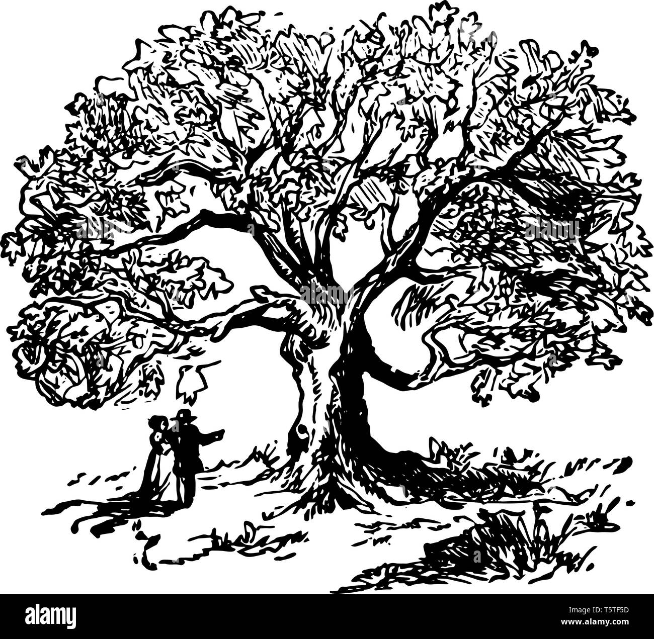 White Oak Tree Drawing