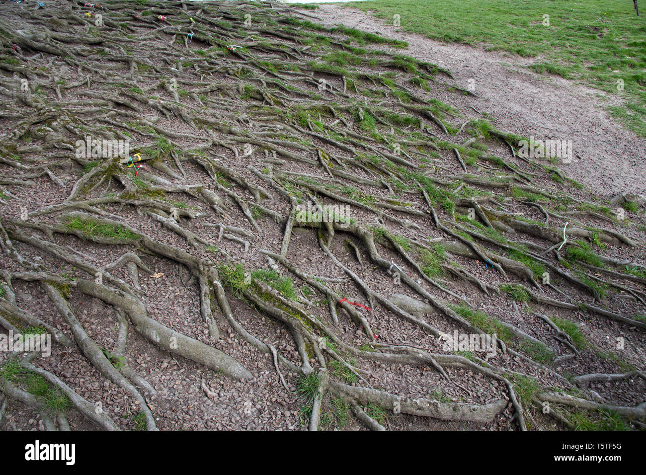 JRR Tolkien's trees, Avebury, Wiltshire Stock Photo - Alamy