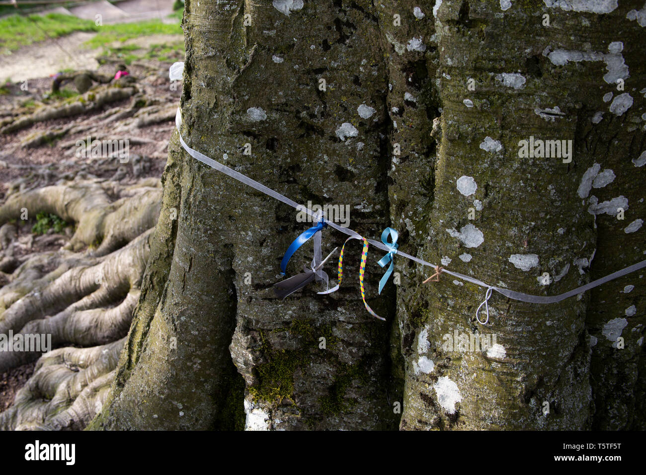 JRR Tolkien's trees, Avebury, Wiltshire Stock Photo - Alamy