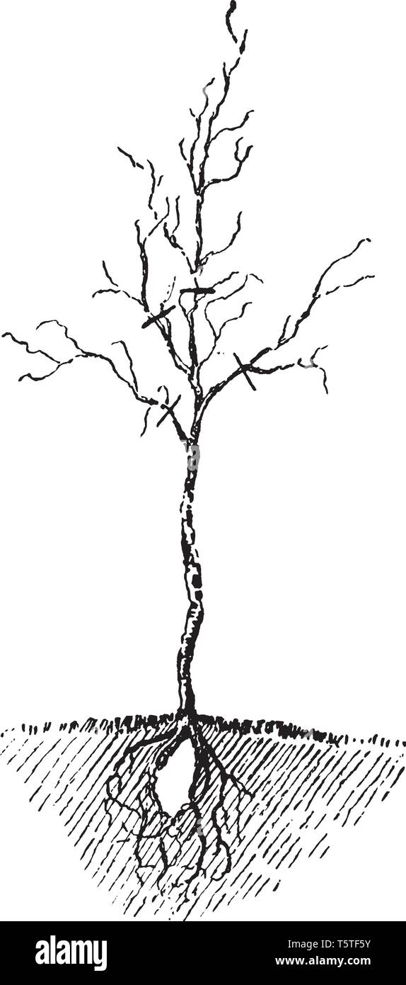 In this frame there is a tree that is completely dry. That plant is not ...