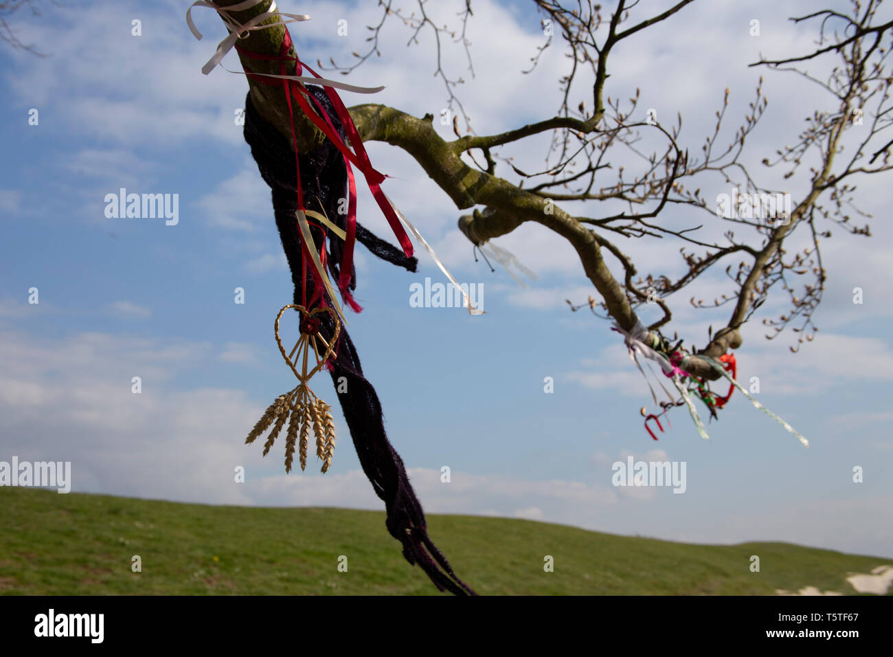 JRR Tolkien's trees, Avebury, Wiltshire Stock Photo - Alamy