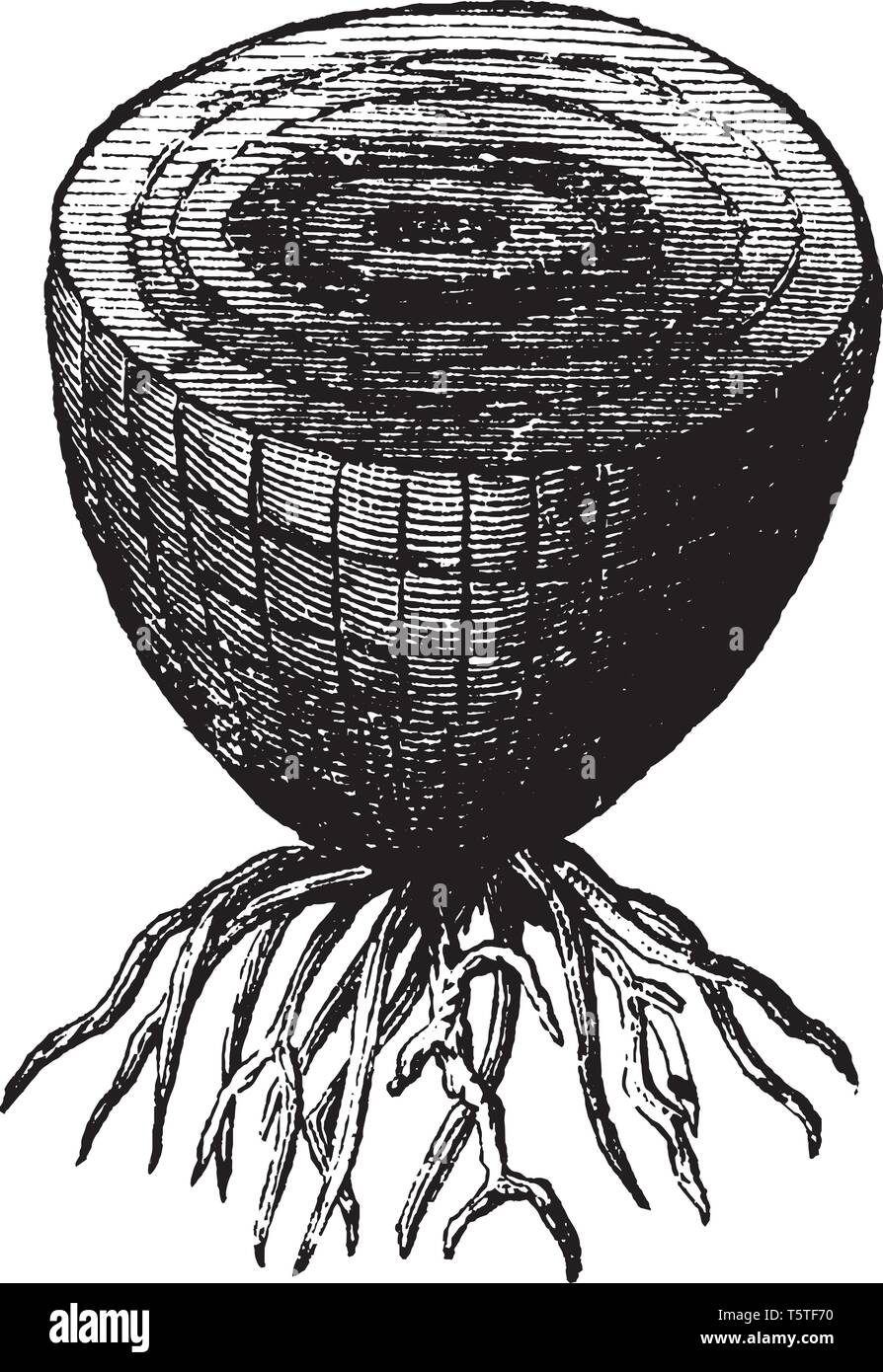 Bulbous plant root Stock Vector Images - Alamy