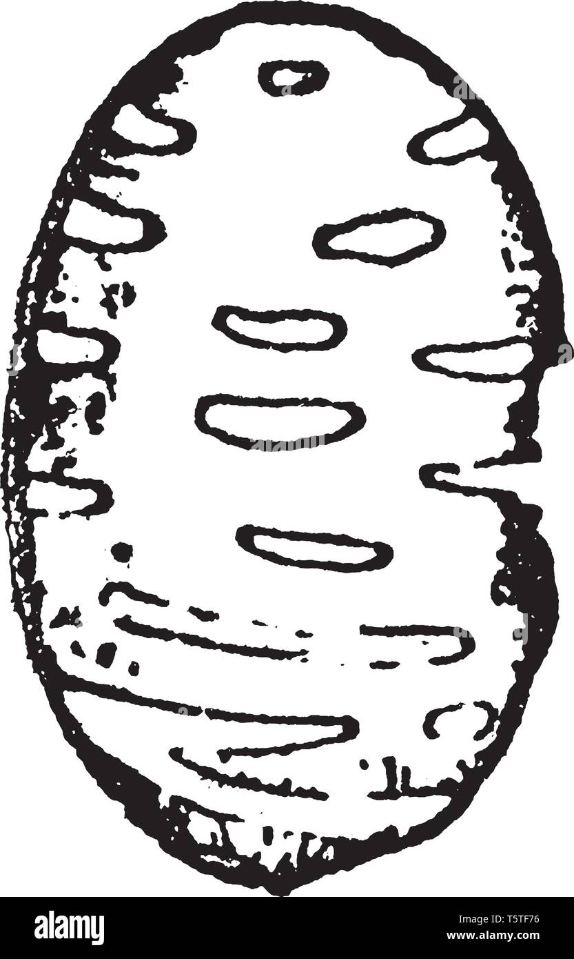 A picture showing the Porous or pitted cell from the Mistleto, vintage ...