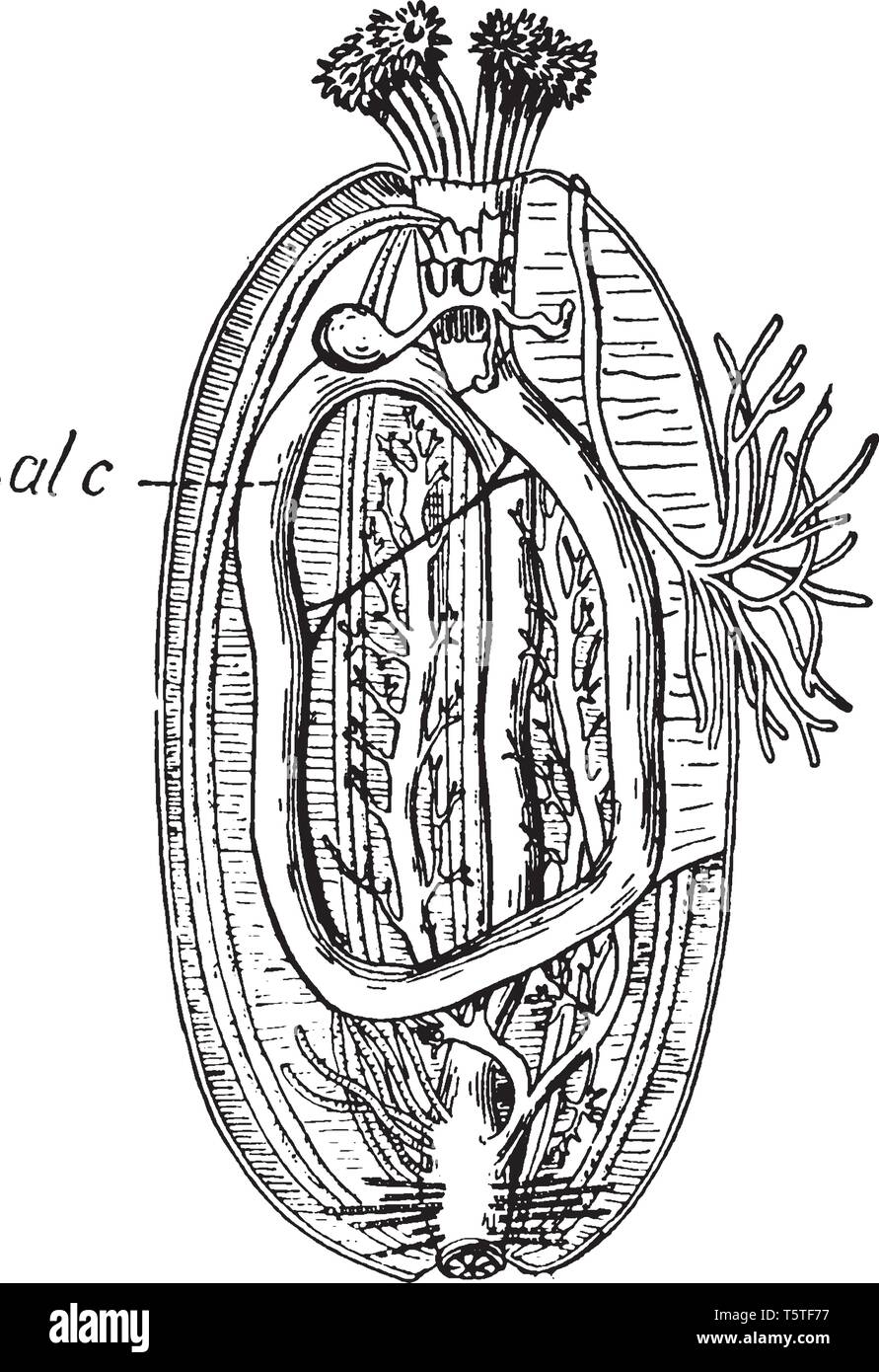 Sea Cucumber Drawing